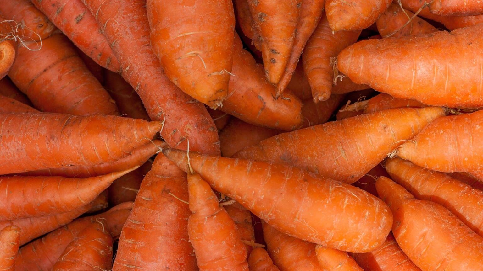 The Fascinating History of Carrot Agriculture - News Magazine